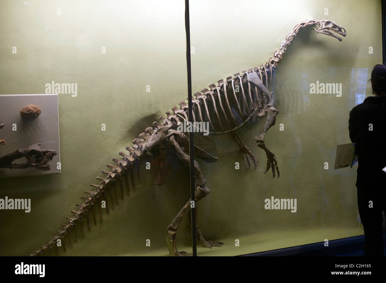 Fossil exhibit at the Harvard Museum of Natural History Stock Photo - Alamy