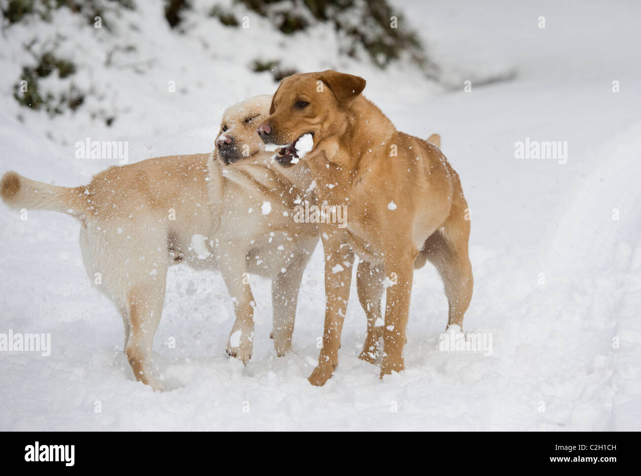 Pair of golden retriever dogs hi-res stock photography and images - Alamy