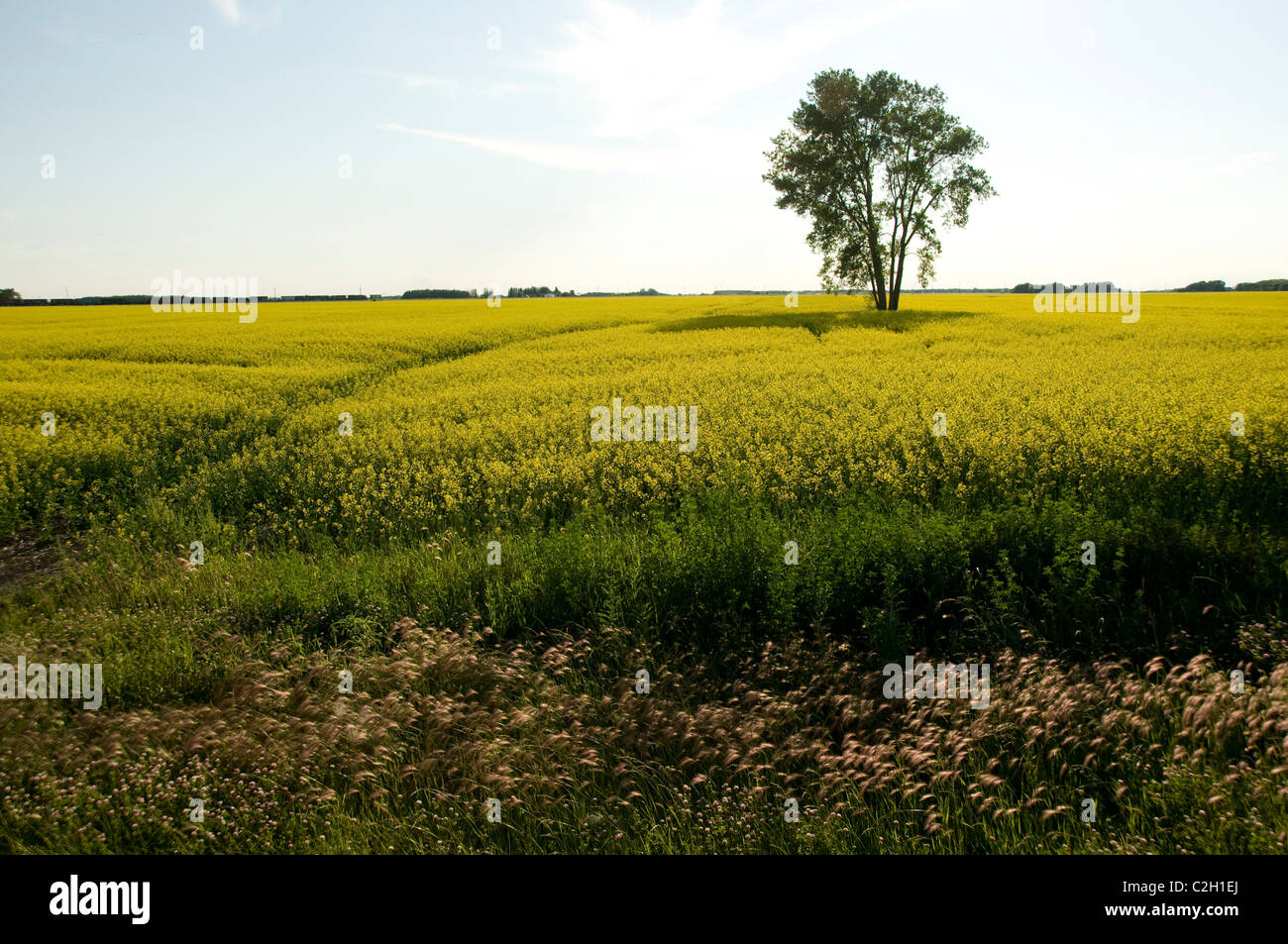 Canada prairies grassland hi-res stock photography and images - Alamy