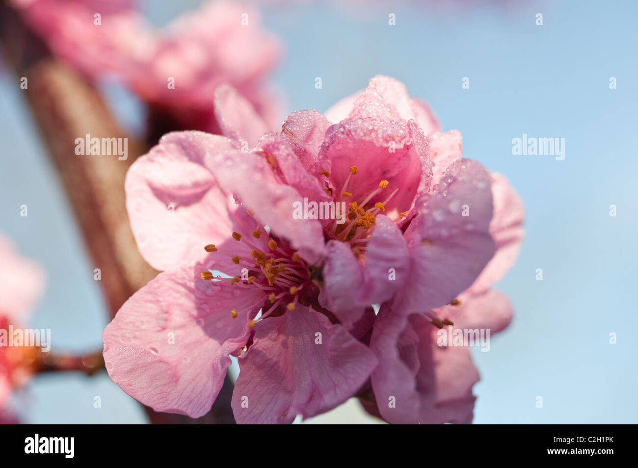 Prunus spring glow hi-res stock photography and images - Alamy