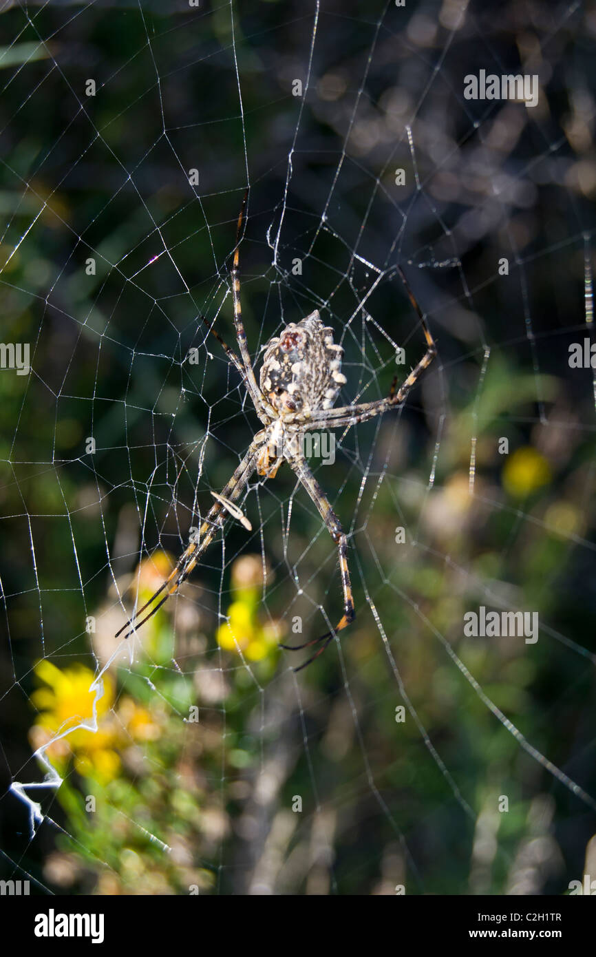 Spider, spiderweb, Ibiza, Spain Stock Photo - Alamy