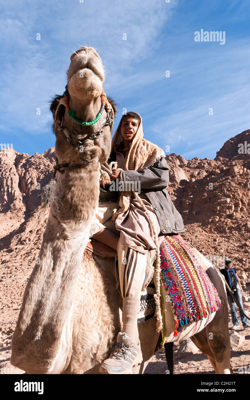 Jebelia bedouin riding a camel - Sinai Mountains - Sinai Peninsula, Egypt Stock Photo - Alamy