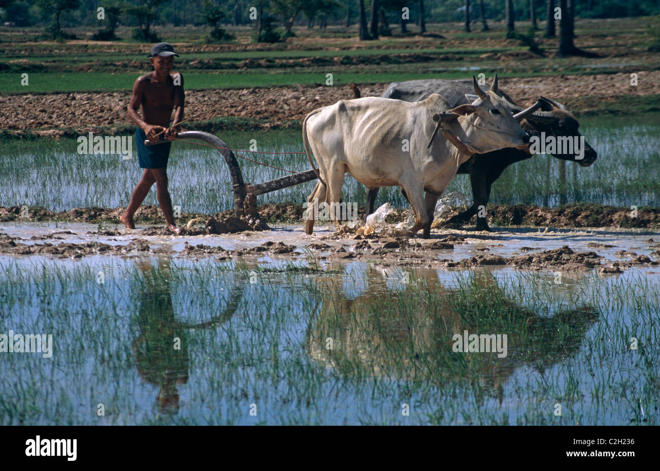 Mesang Cambodia Stock Photo - Alamy