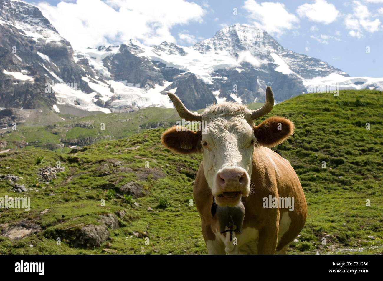 Switzerland cow hi-res stock photography and images - Alamy