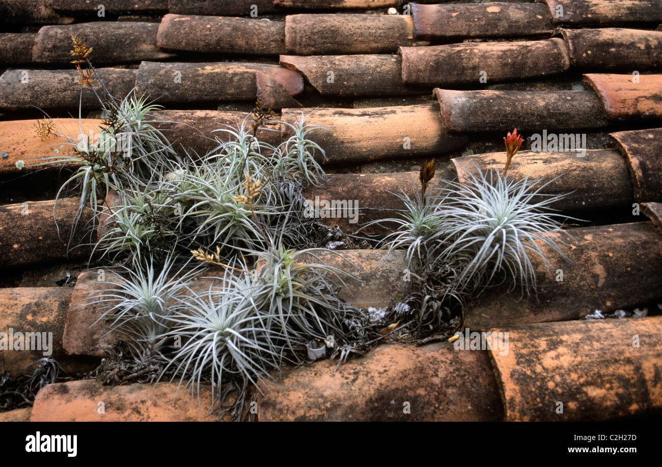 Plants Andes Peru Stock Photo - Alamy