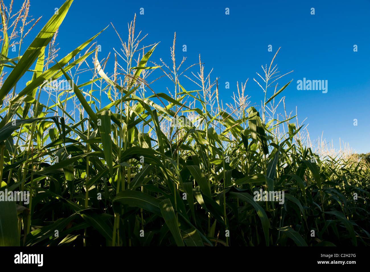 Muskoka, Ontario, Canada; Corn Field Stock Photo - Alamy