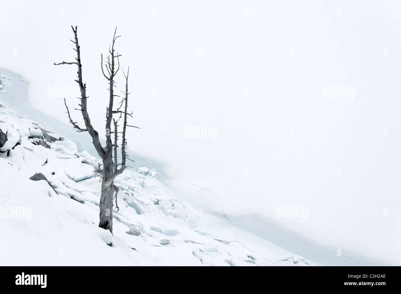A dead tree on the banks of the frozen Lac de Cleuson, Switzerland ...