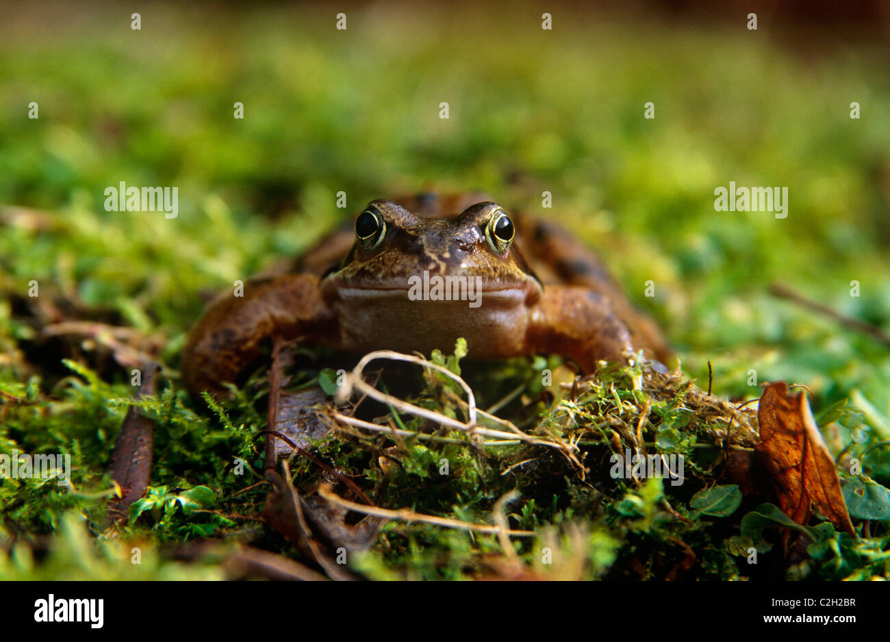 Frog Scotland Stock Photo - Alamy