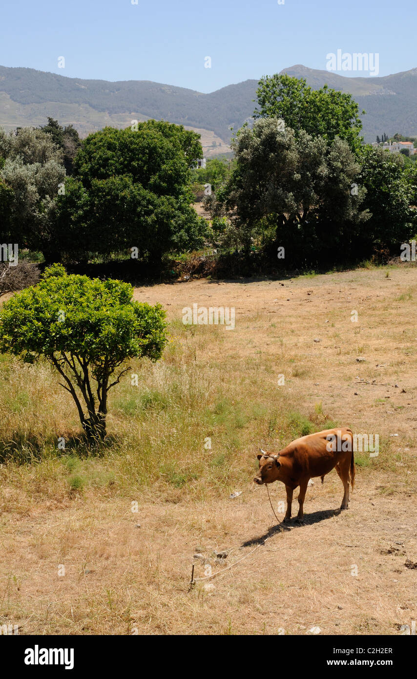 Kos island farming hi-res stock photography and images - Alamy