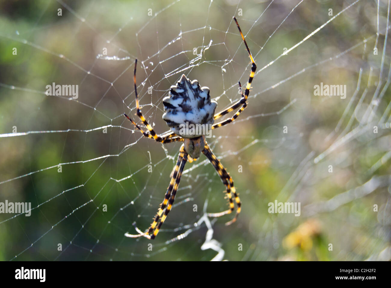 Spider, spiderweb, Ibiza, Spain Stock Photo - Alamy