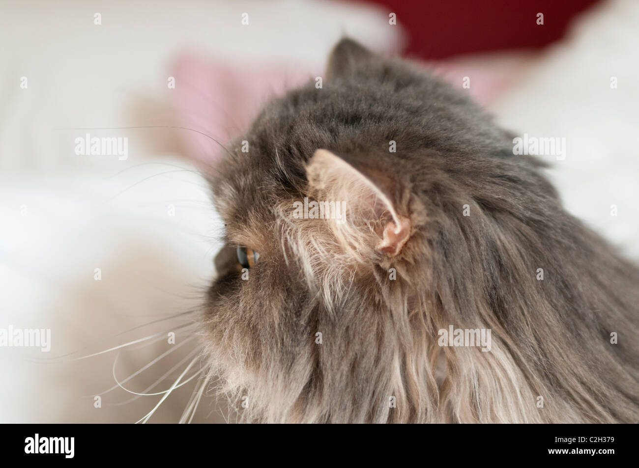 Persian Tomcat I Stock Photo - Alamy