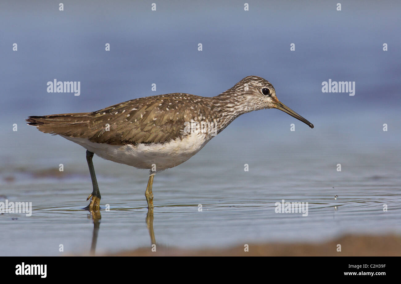 Green Sandpiper (Tringa ochropus) foraging in shallow water Stock Photo ...
