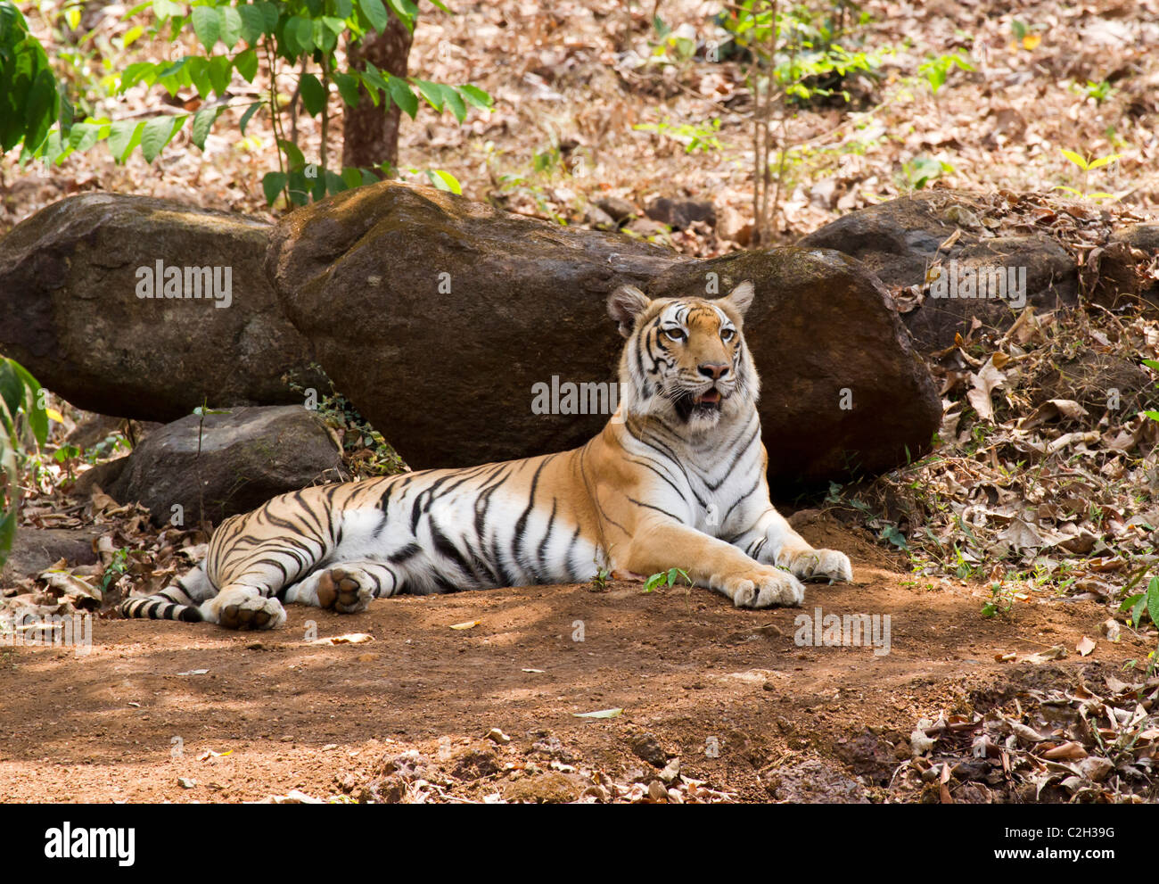 A tiger resting in the shade at Bondla, Goa, India Stock Photo - Alamy