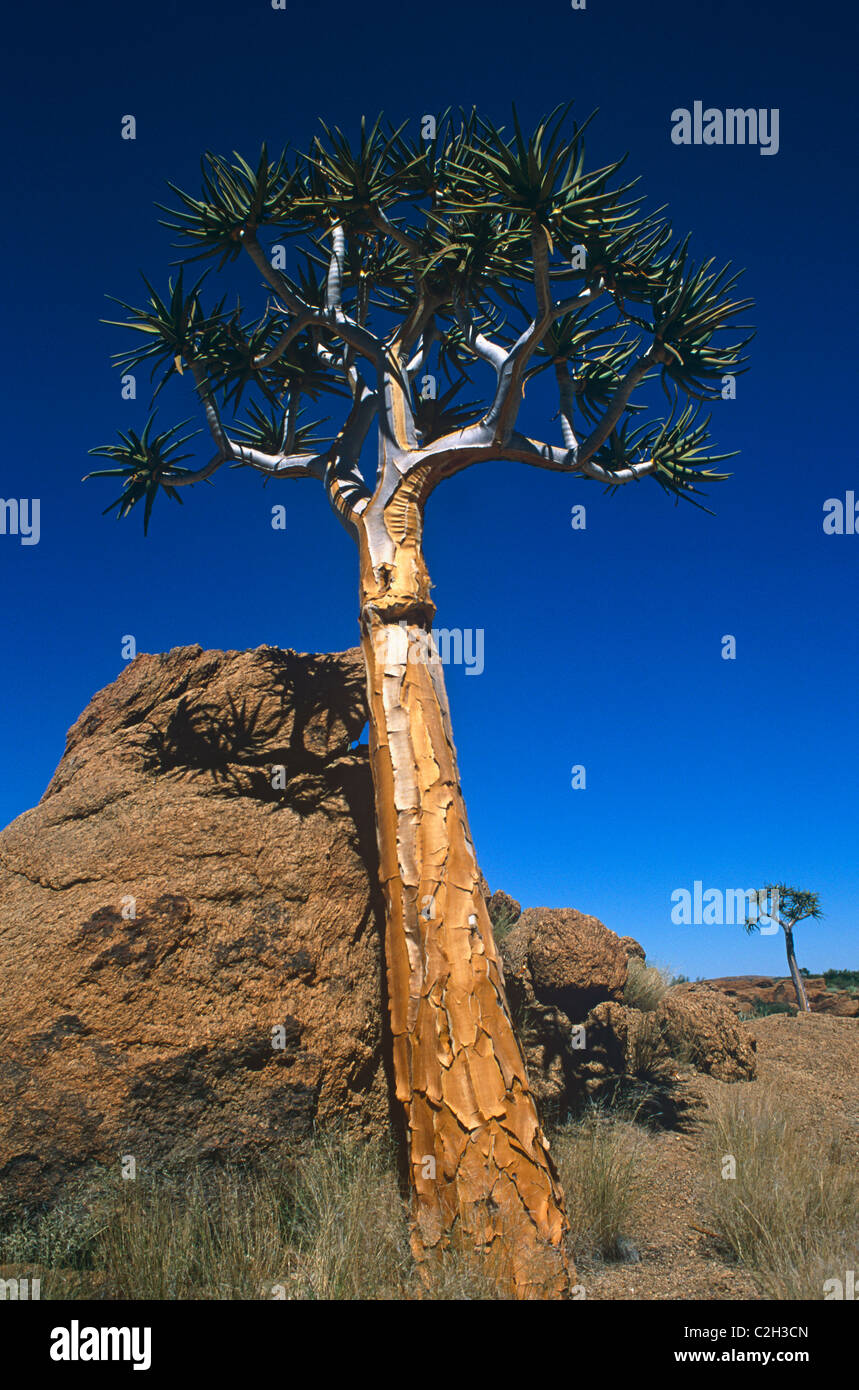 Desert adapted vegetation hi-res stock photography and images - Alamy
