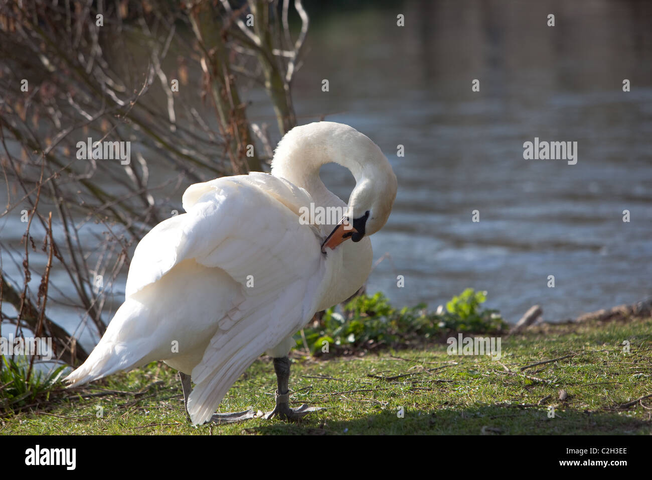 Swan preening itself next to river Salisbury England UK Stock Photo - Alamy