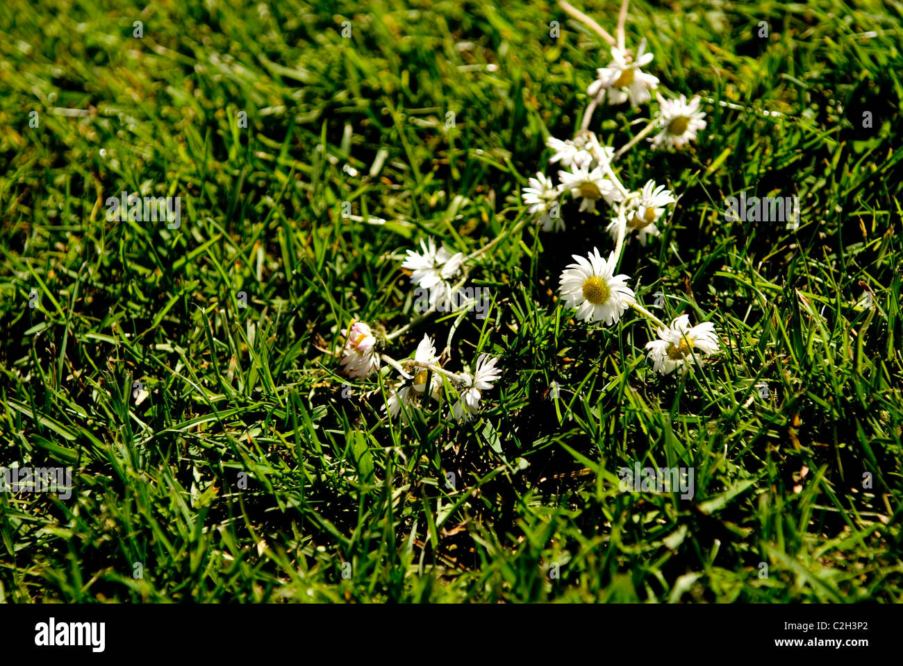 Daisy chain hi-res stock photography and images - Alamy