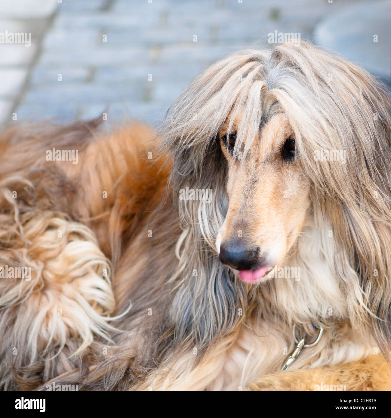 Afghan hound puppy hi-res stock photography and images - Alamy