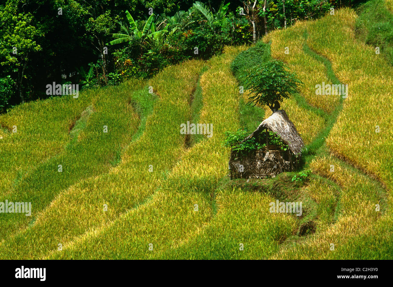 Rice Terraces Bali Indonesia Stock Photo - Alamy