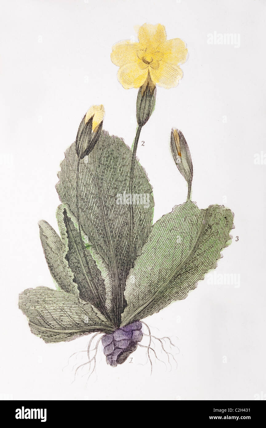 Primrose botanical illustration hi-res stock photography and images - Alamy