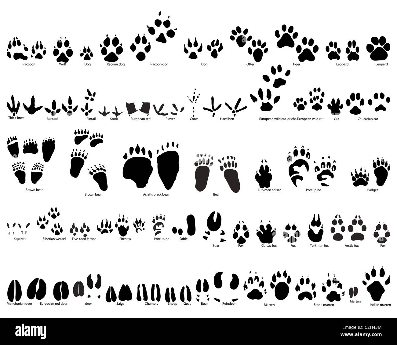 Biggest collection of animal and bird trails with name Stock Photo - Alamy