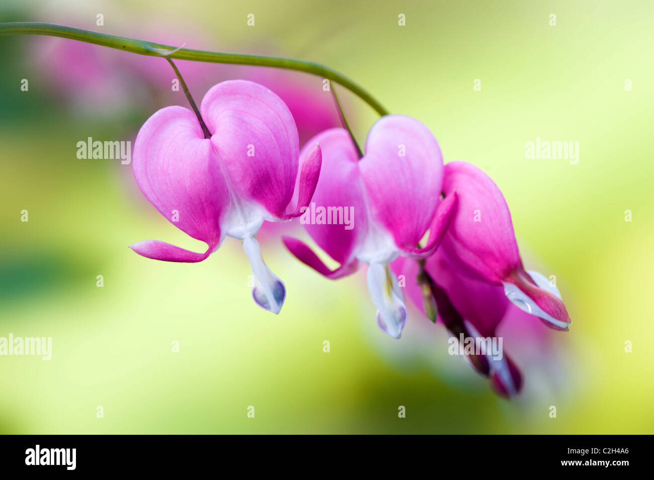 Dicentra Spectabilis - Bleeding Heart, Loves Lies Bleeding Stock Photo ...