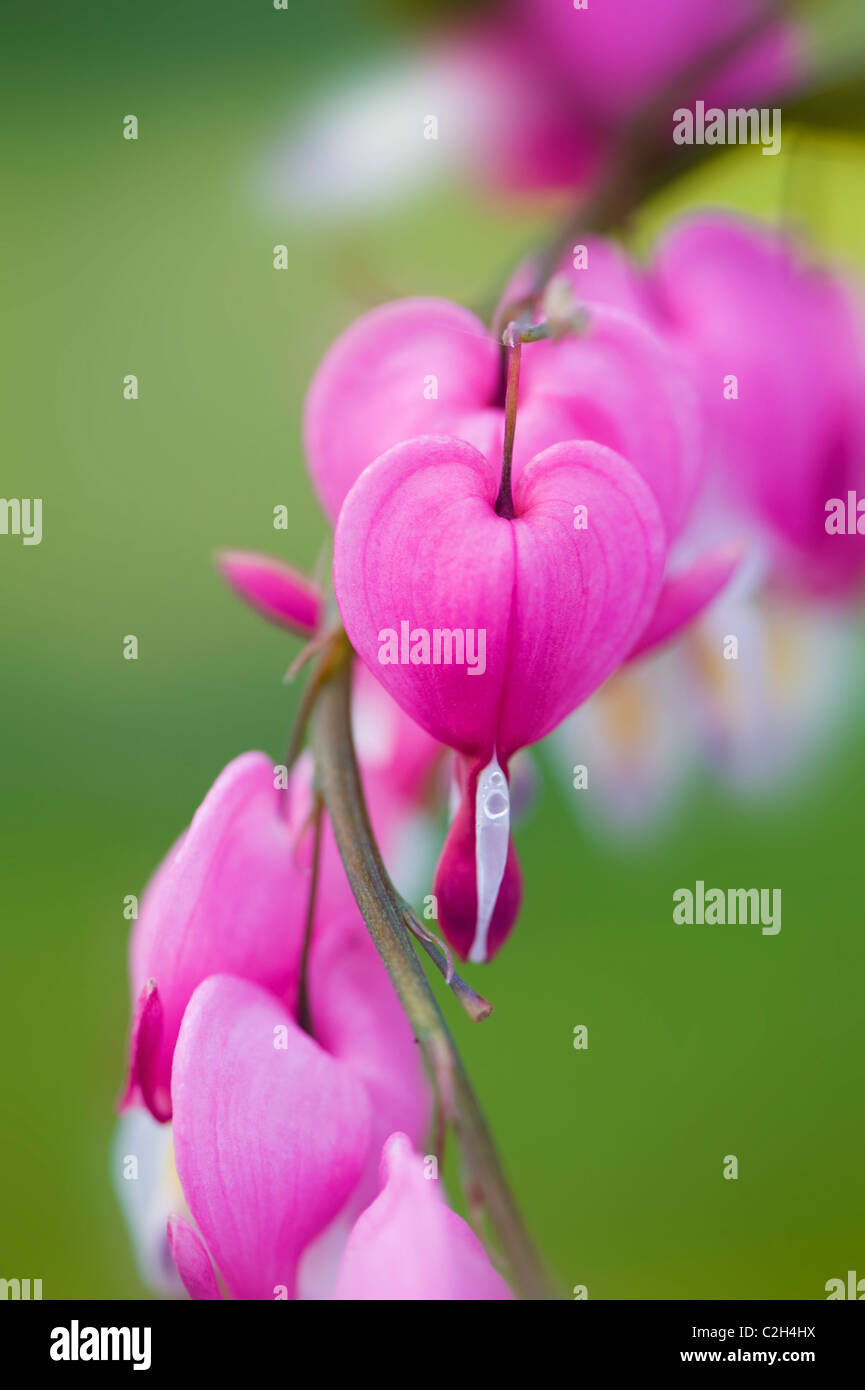 Lamprocapnos spectabilis, Dicentra Spectabilis - Bleeding Heart, Loves ...