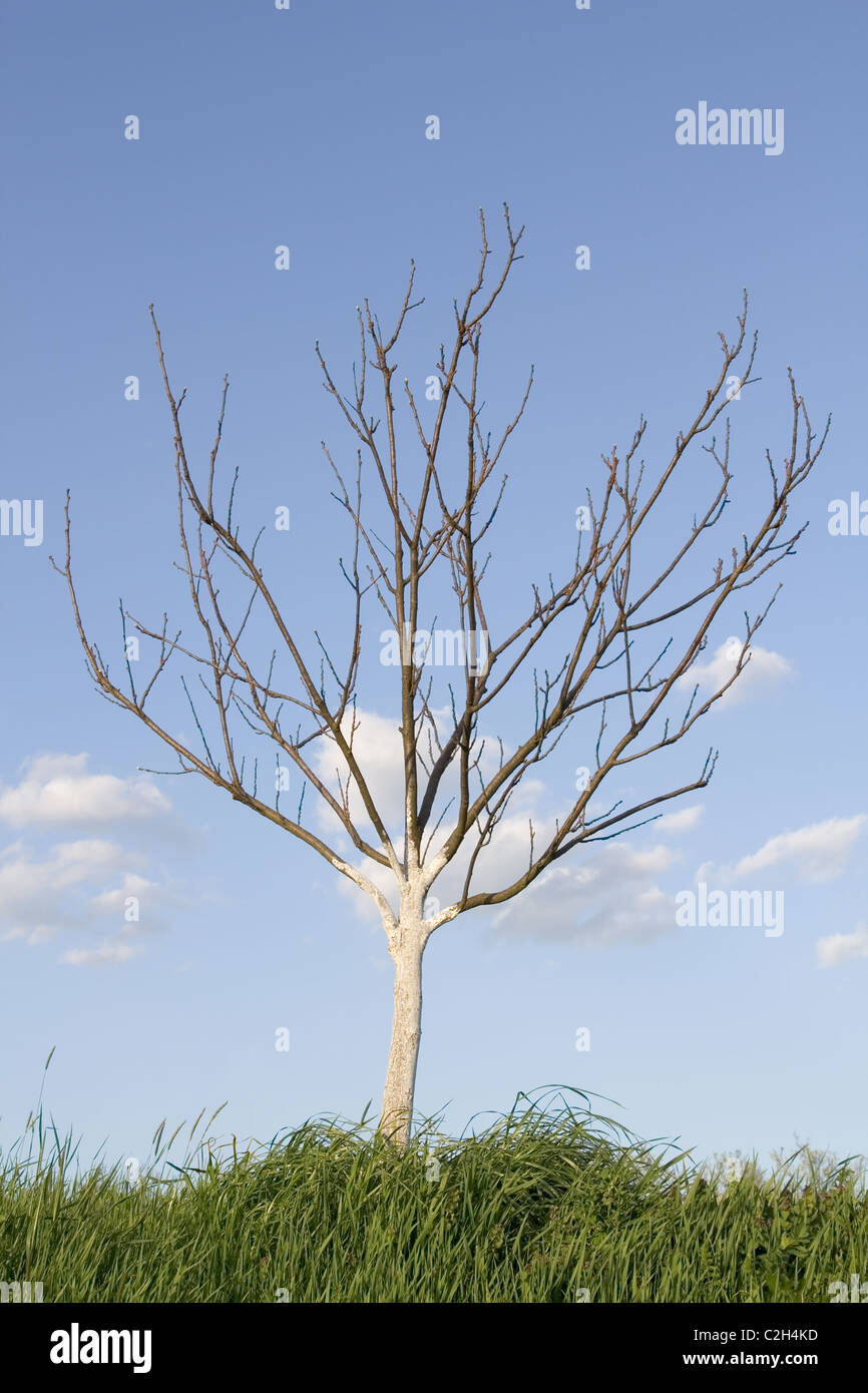 Lonely small fruit tree isolated on blue sky Stock Photo - Alamy