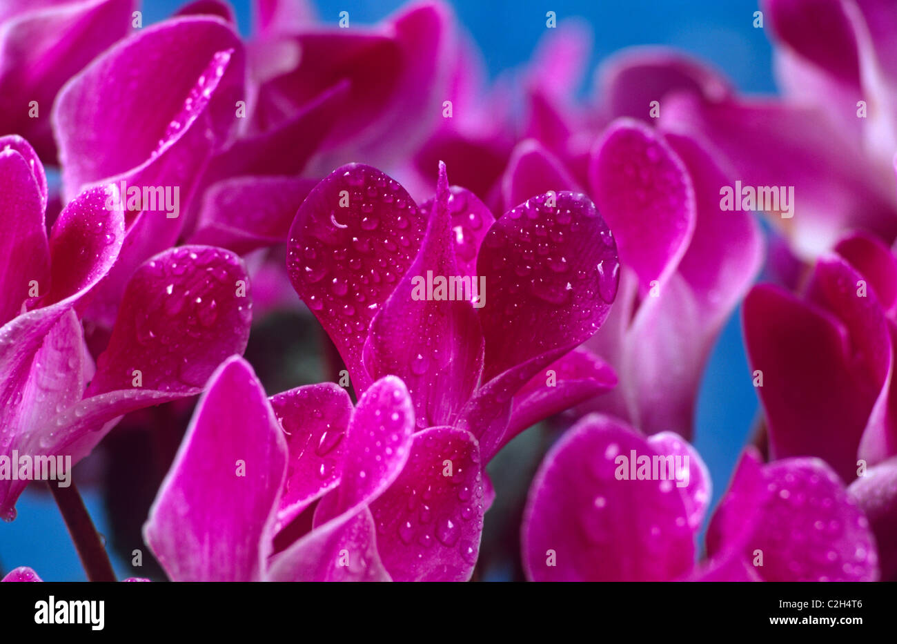 Cyclamen Corm High Resolution Stock Photography and Images - Alamy