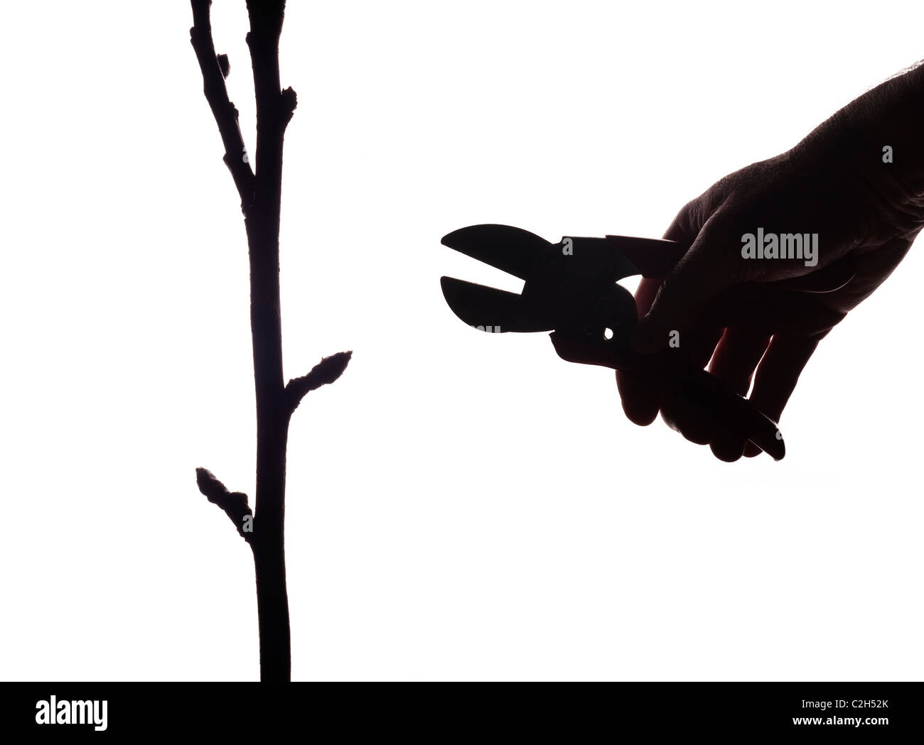 Hand holding Pruning Secateurs near a Shrub Stem with Buds on White ...