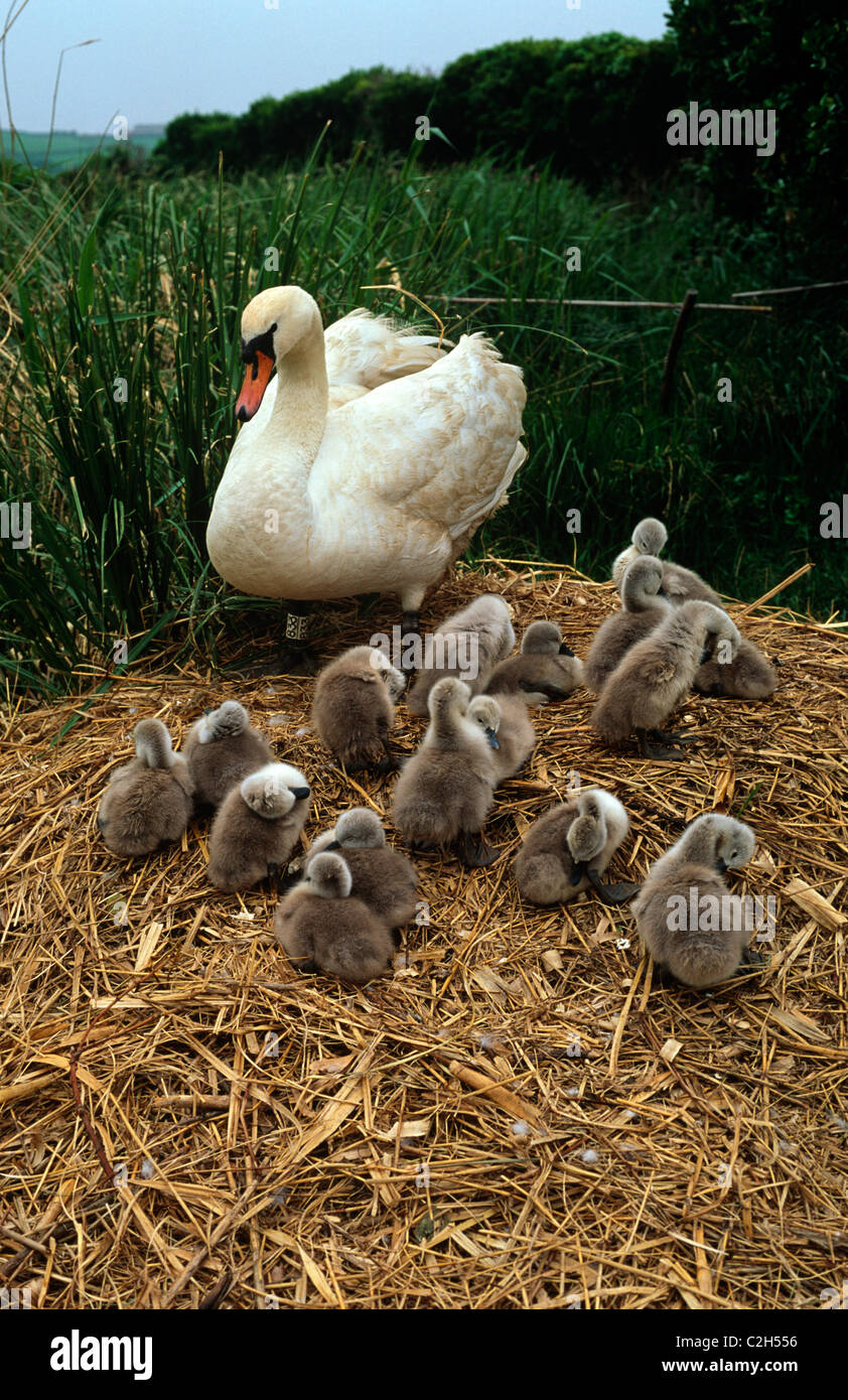 Swan And Cygnets Stock Photo - Alamy