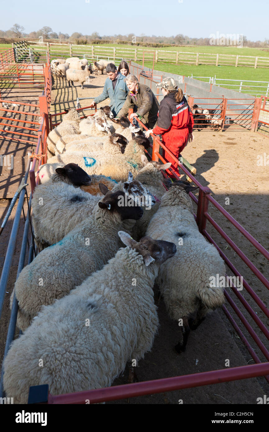 Rounding up sheep at Upleadon Court Farm, Upleadon, Gloucestershire ...