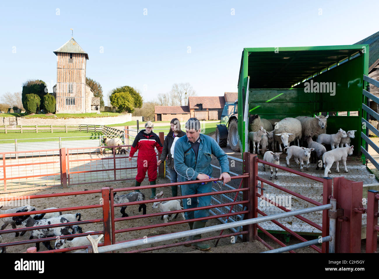 Rounding up sheep at Upleadon Court Farm, Upleadon, Gloucestershire ...