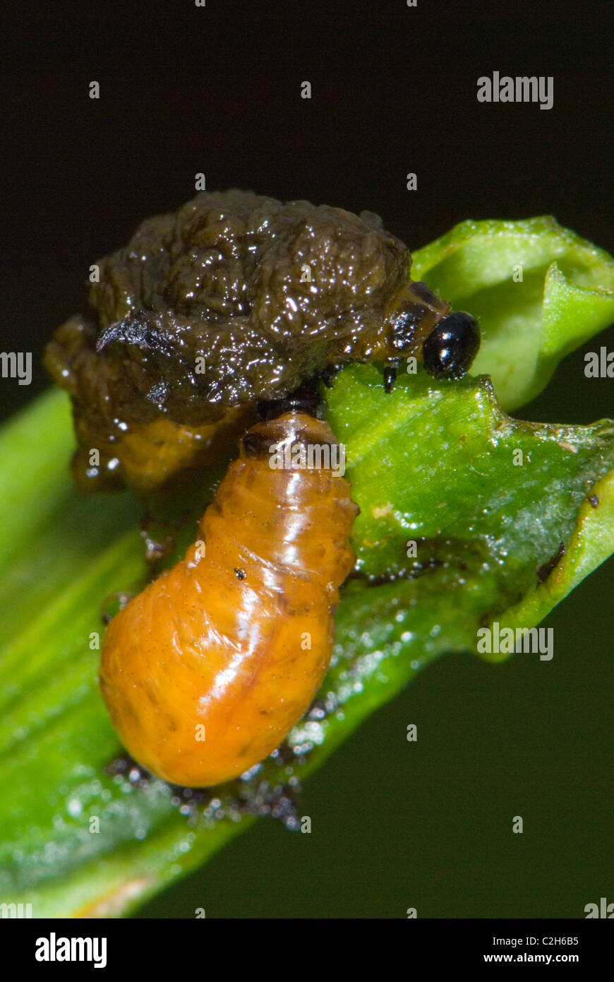 Insect chewed leaf hi-res stock photography and images - Alamy