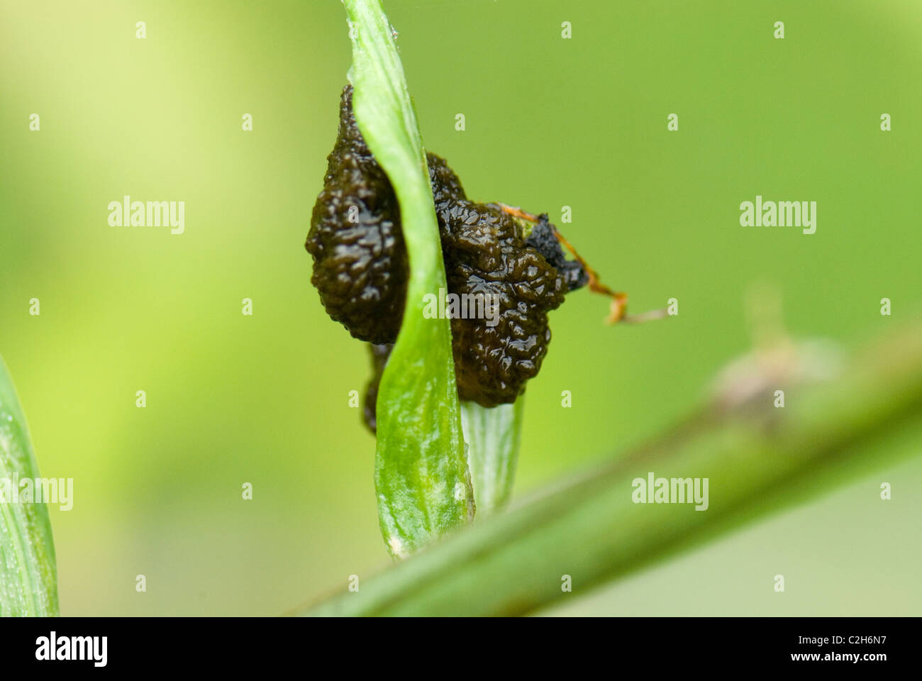 The larvae of the lily beetle, Lilioceris lilii, smothers itself in its ...