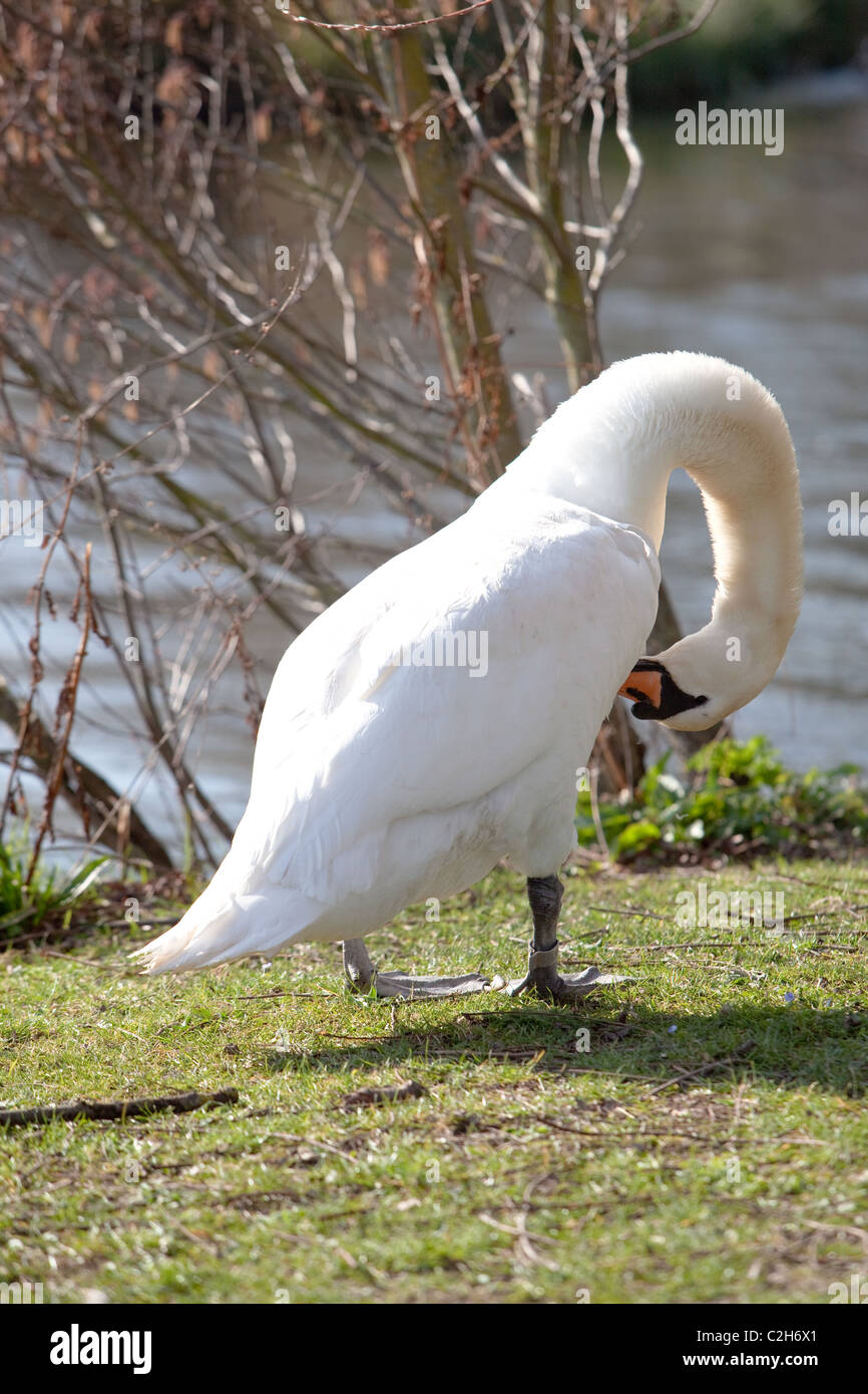Swan preening itself next to river Salisbury England UK Stock Photo - Alamy