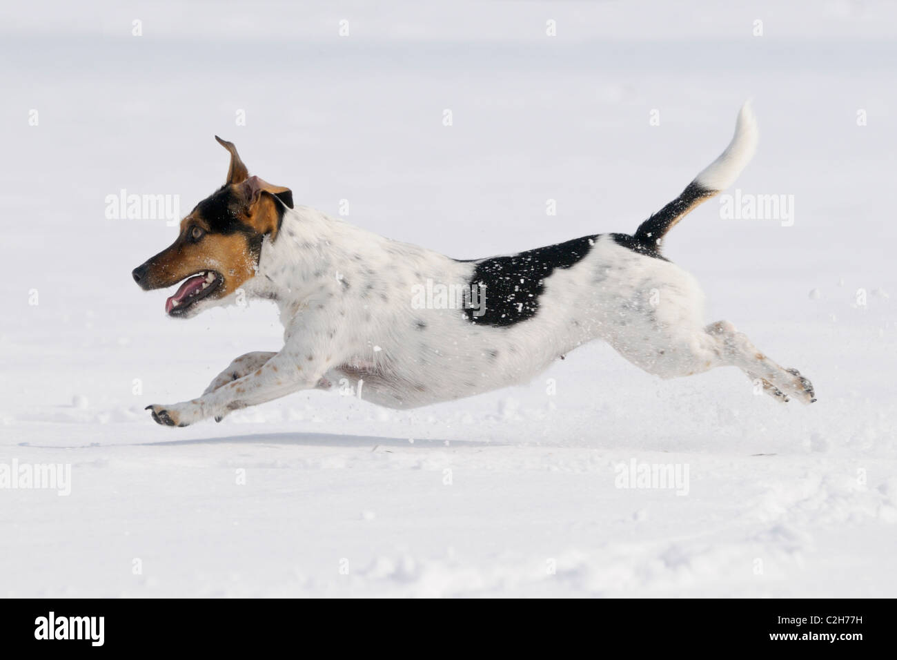 Jack Russell terrier in snow Stock Photo - Alamy