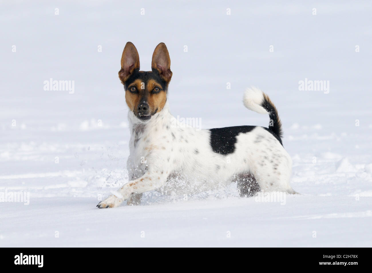 Jack Russell terrier in snow Stock Photo - Alamy