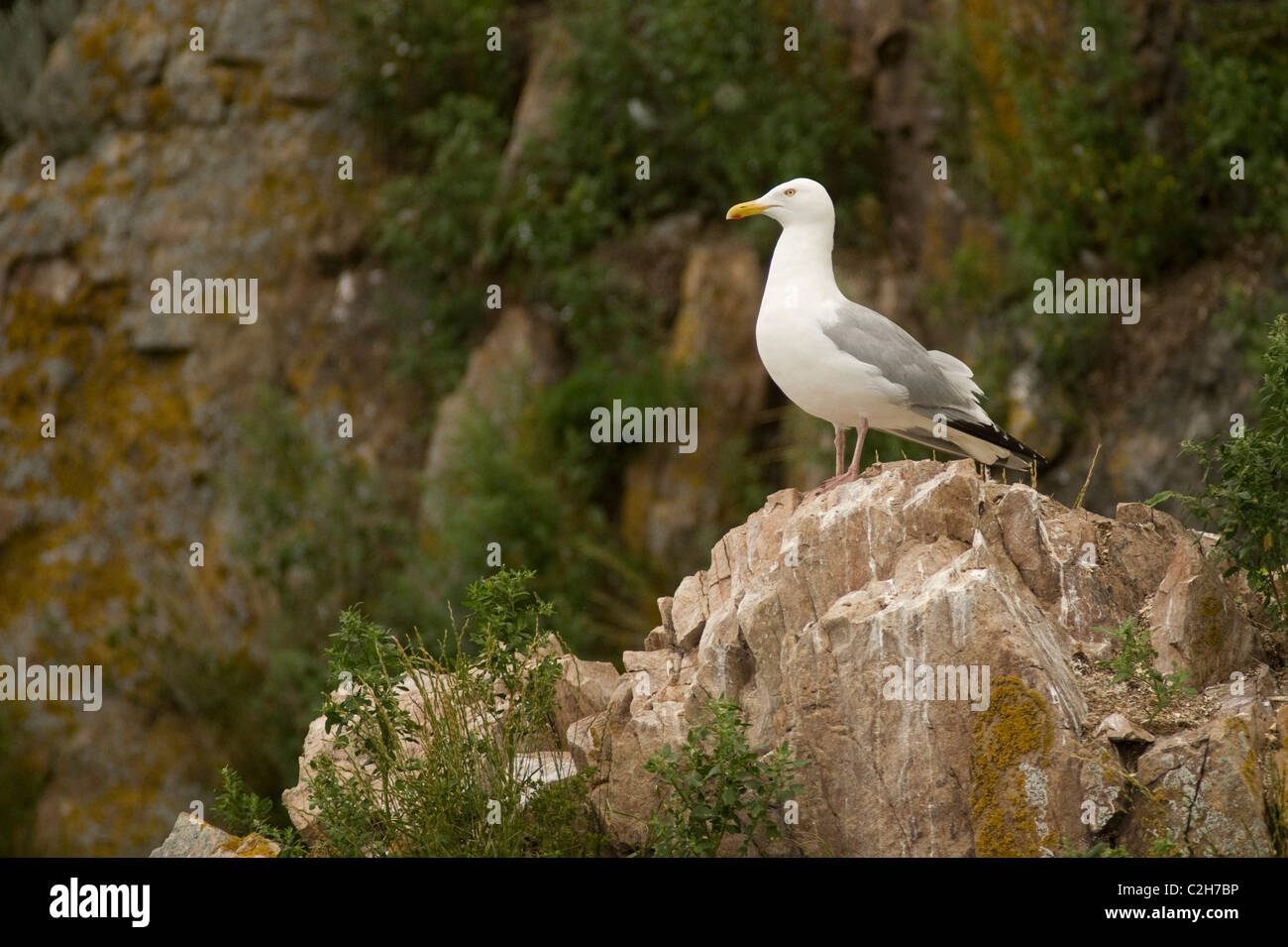 Lake Of The Woods, Ontario, Canada; Gulls At The Lake Stock Photo - Alamy