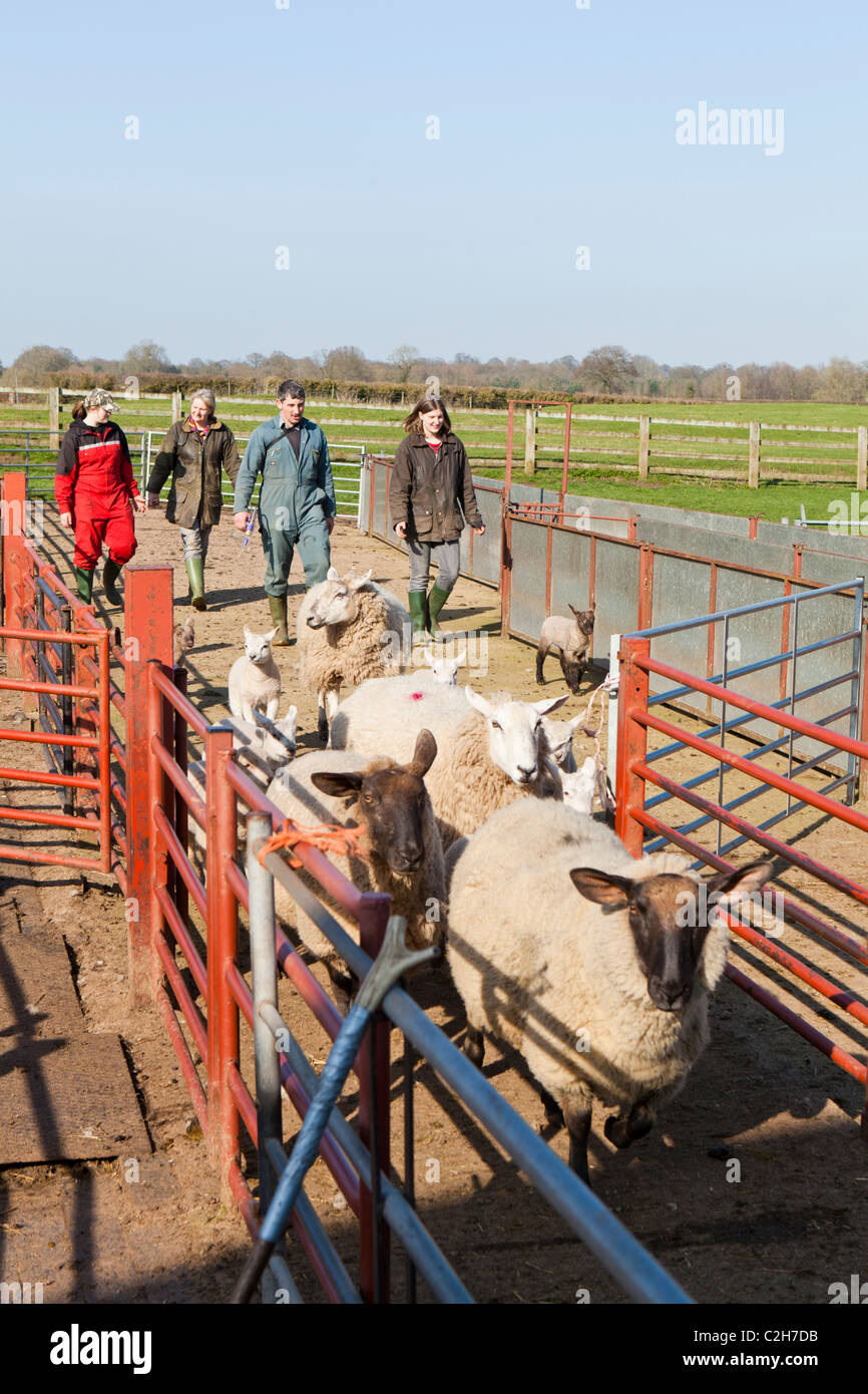 Rounding up sheep at Upleadon Court Farm, Upleadon, Gloucestershire ...
