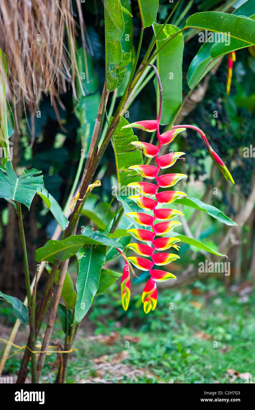 Heliconia pendula hi-res stock photography and images - Alamy