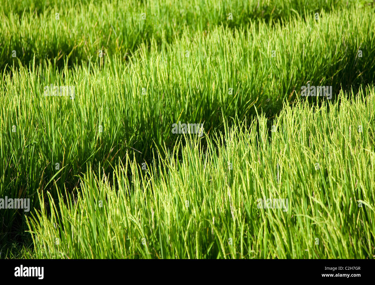 Beautiful green rice field close up photo Stock Photo - Alamy