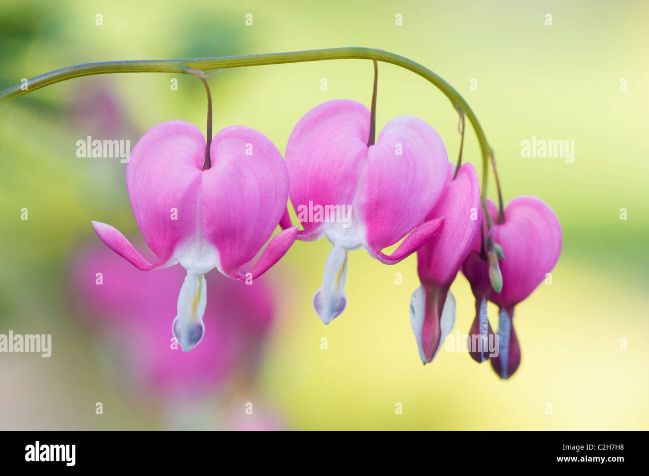 Dicentra Spectabilis - Bleeding Heart, Loves Lies Bleeding Stock Photo ...
