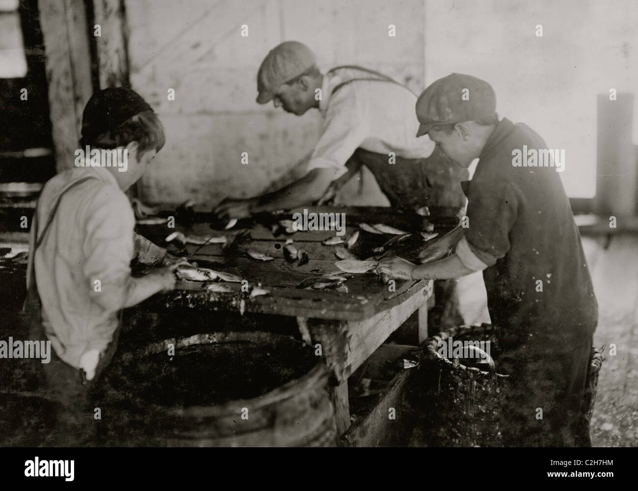 Large sharp knives are used to prepare sardines in the canning process ...