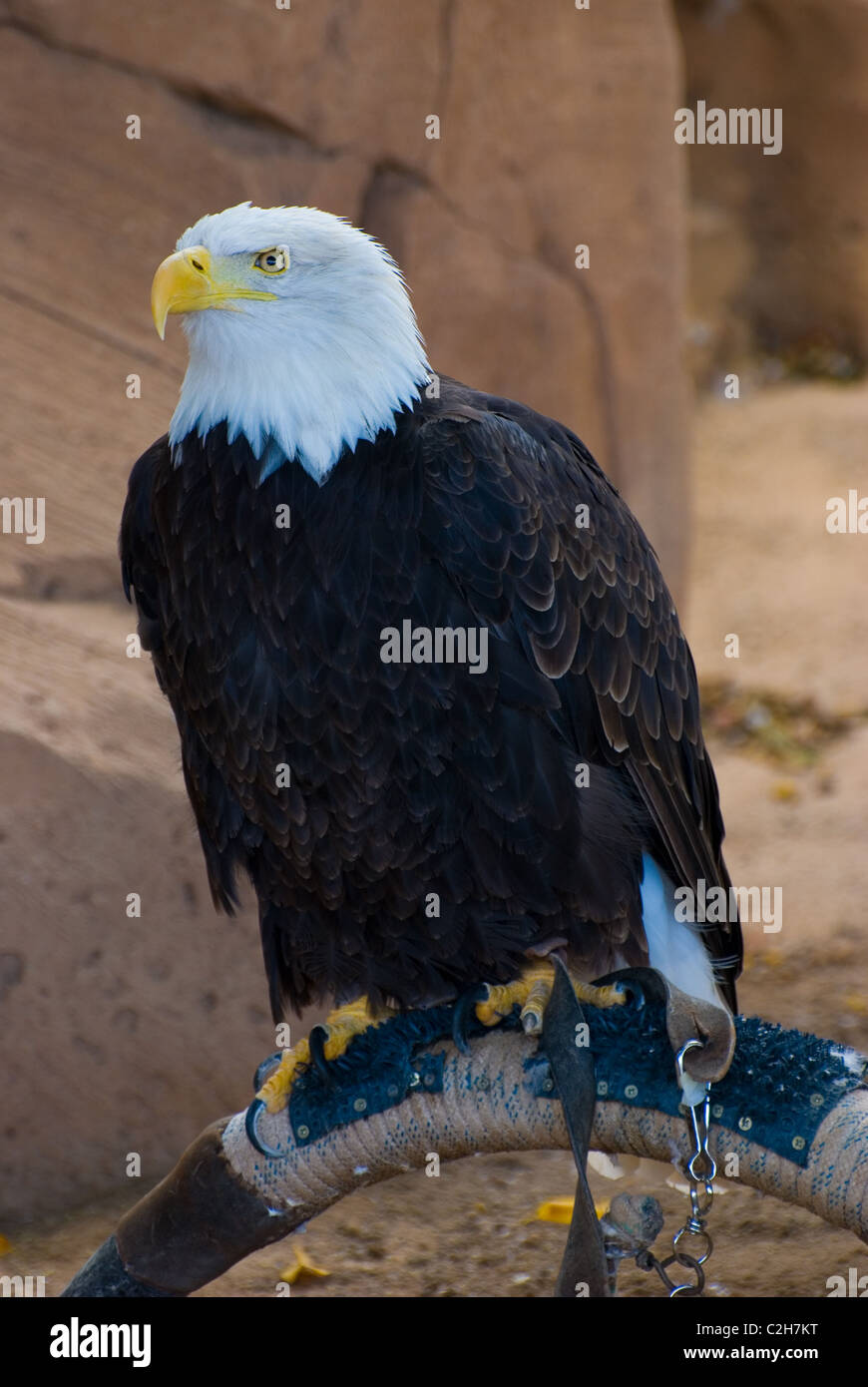 Bald eagles in captivity hi-res stock photography and images - Alamy