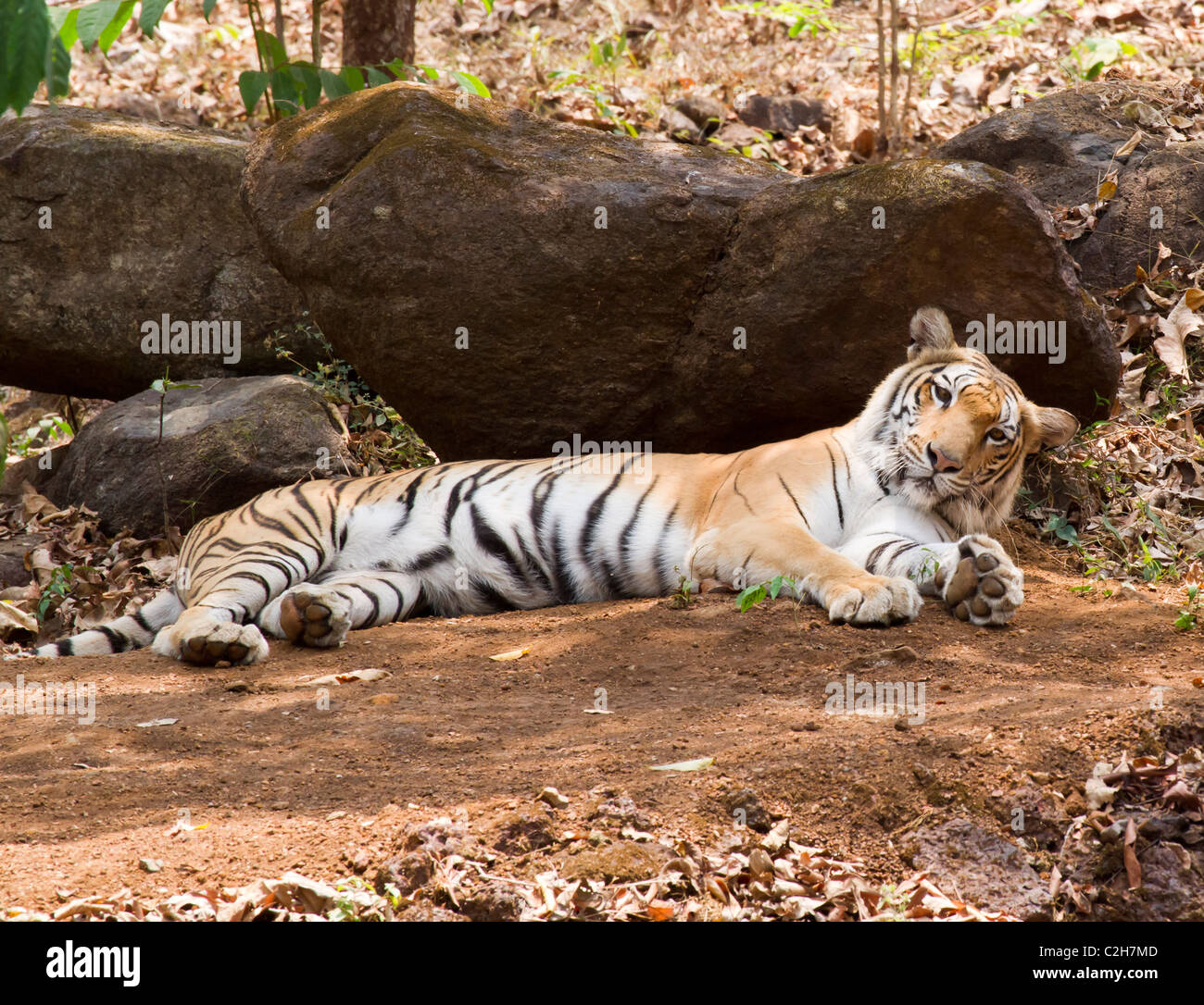 A tiger resting in the shade at Bondla, Goa, India Stock Photo - Alamy