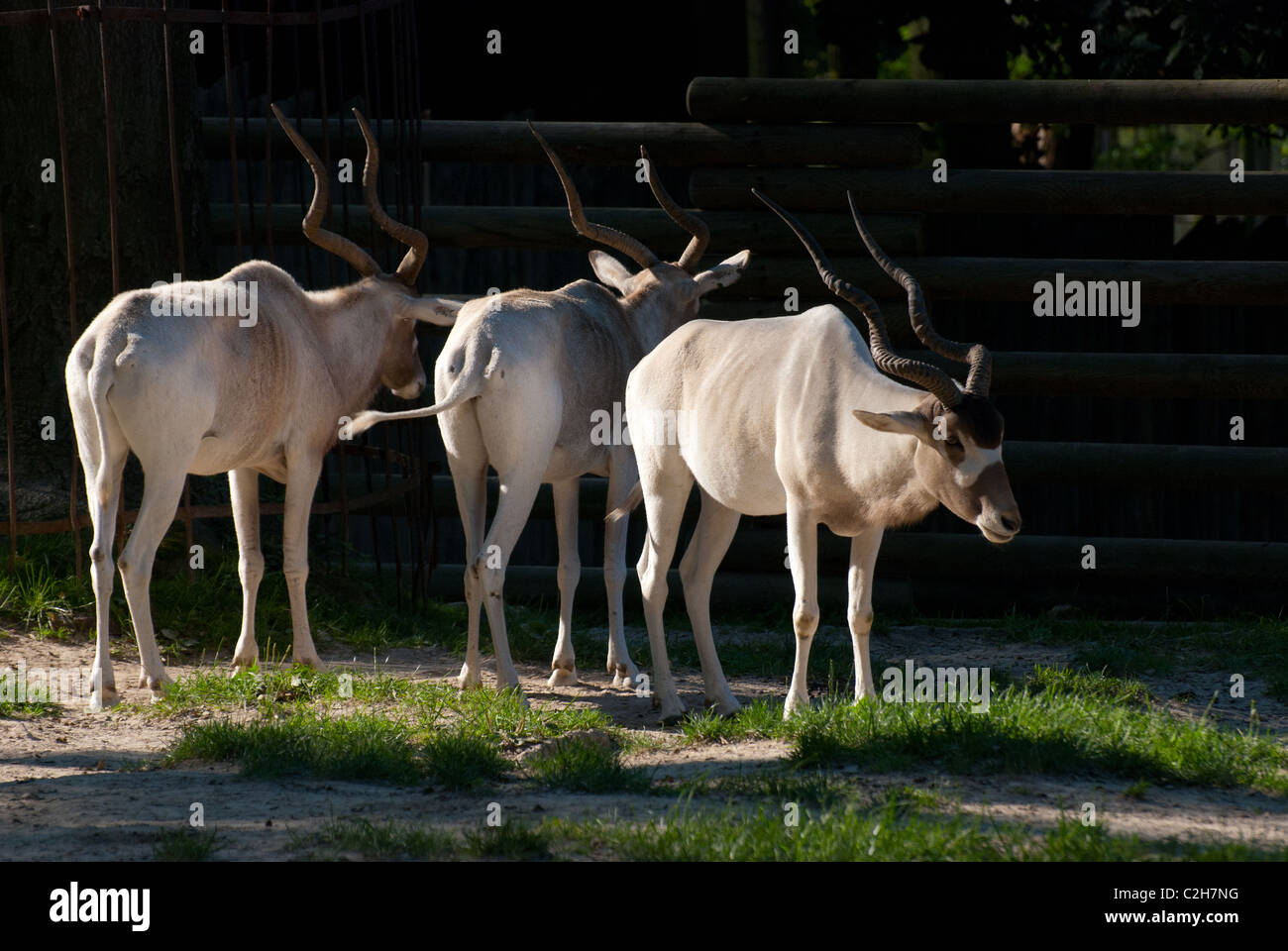 Antelope Addax - Addax nasomaculatus Stock Photo - Alamy