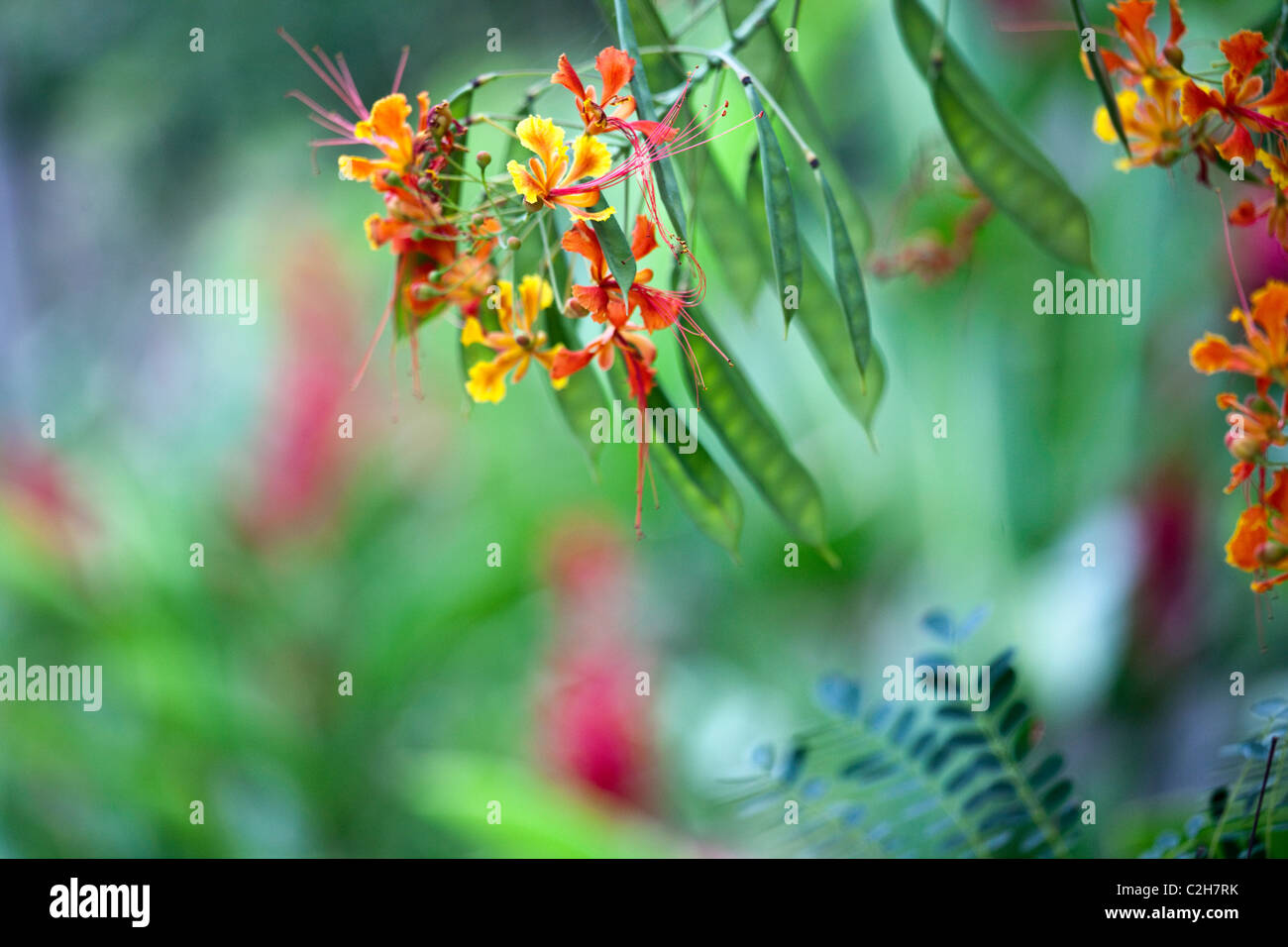 Colombia flowers hi-res stock photography and images - Alamy
