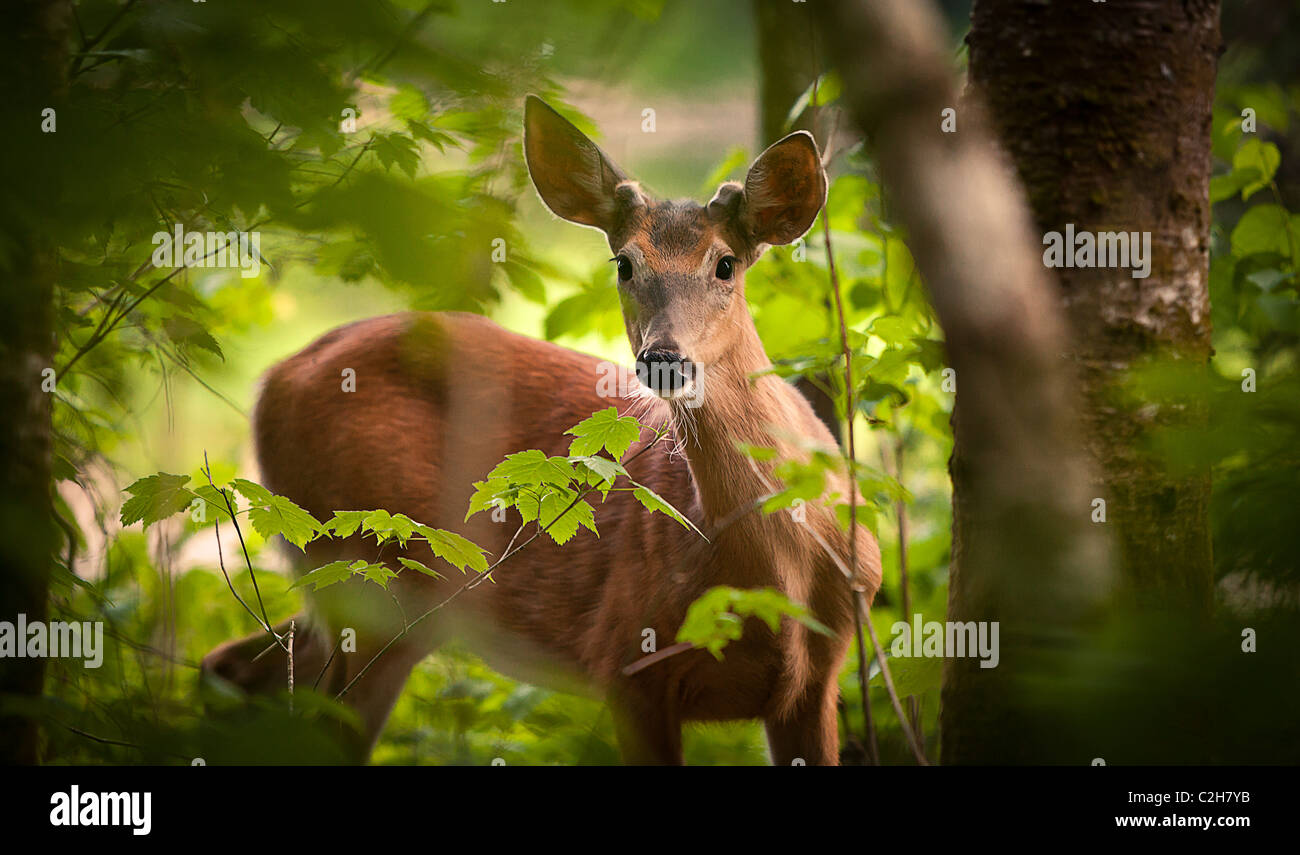 Roe deer in the forest, Jacques Cartier National Park, Quebec, Canada ...