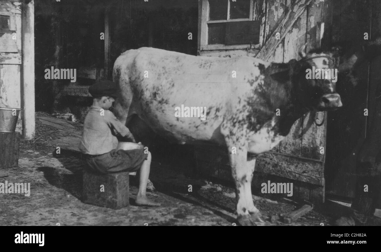 Cow and farming Black and White Stock Photos & Images - Alamy
