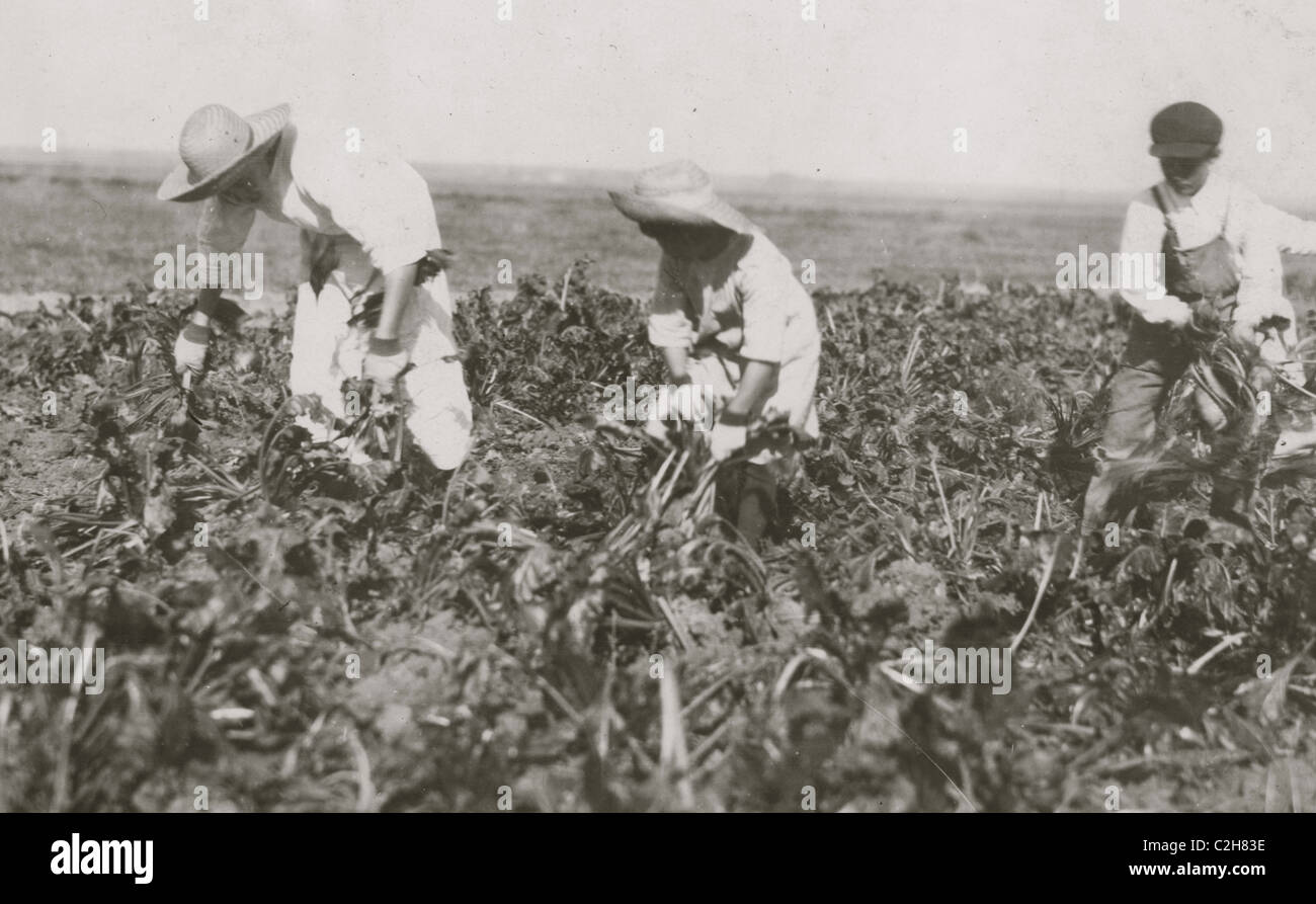 Part of Walker family pulling and piling beets Stock Photo - Alamy